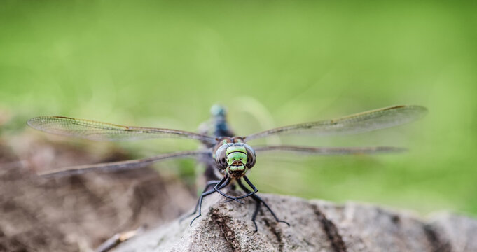 "Beautiful Dragonfly" Images – Browse 329 Stock Photos, Vectors, and ...
