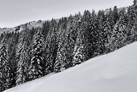 Snowland Images – Browse 461 Stock Photos, Vectors, and Video | Adobe Stock