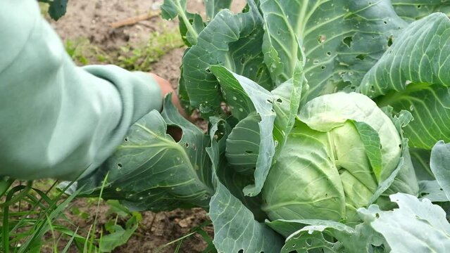 Afbeeldingen over Useless – Blader in stockfoto's, vectoren en video's ...