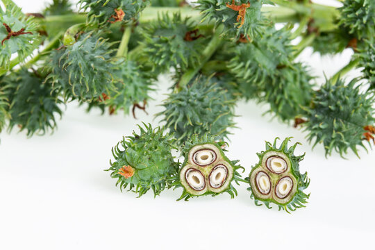 Ricina Images – Browse 33 Stock Photos, Vectors, and Video | Adobe Stock