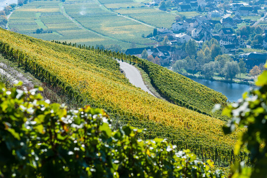 รูปภาพ"Winzer – เลือกดูภาพถ่ายสต็อก เวกเตอร์ และวิดีโอ18,480 | Adobe Stock