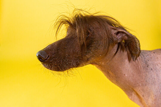 รูปภาพXoloescuincle – เลือกดูภาพถ่ายสต็อก เวกเตอร์ และวิดีโอ1,848 ...