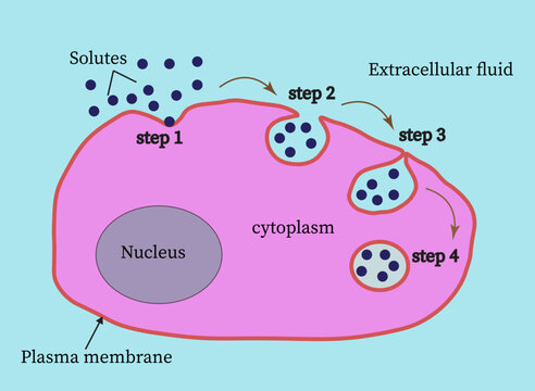รูปภาพEndocytosis – เลือกดูภาพถ่ายสต็อก เวกเตอร์ และวิดีโอ250 | Adobe Stock