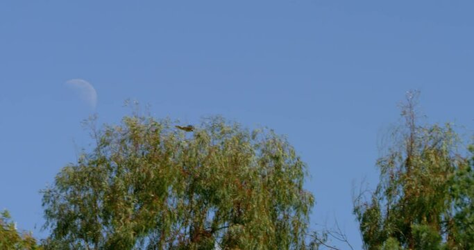 "Hawk Flying" Images – Browse 506 Stock Photos, Vectors, and Video ...