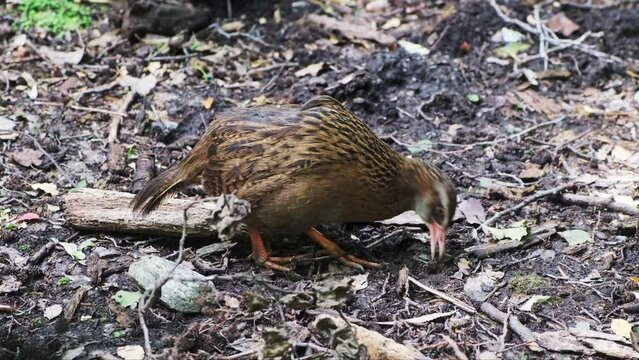 「Weka」の写真素材 | 922件の無料イラスト画像 | Adobe Stock