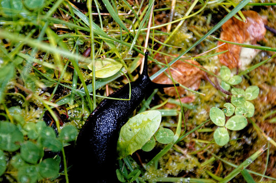 "Large Black Slug" Images – Browse 551 Stock Photos, Vectors, and Video ...