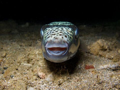 รูปภาพToadfish – เลือกดูภาพถ่ายสต็อก เวกเตอร์ และวิดีโอ652 | Adobe Stock