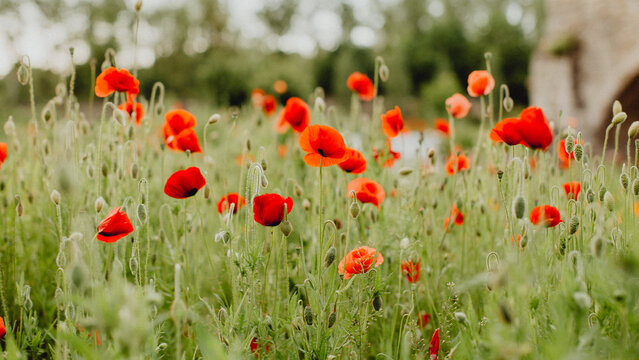Faner Bilder – Durchsuchen 154 Archivfotos, Vektorgrafiken und Videos ...
