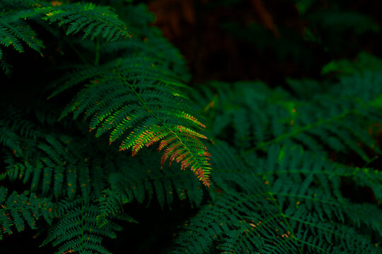 รูปภาพPteridopsida – เลือกดูภาพถ่ายสต็อก เวกเตอร์ และวิดีโอ1,800 ...