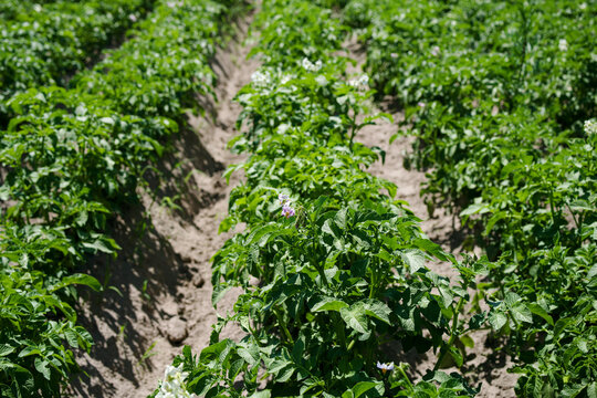 "Potato Tops"-Bilder: Stock-Fotos & -Videos. | Adobe Stock