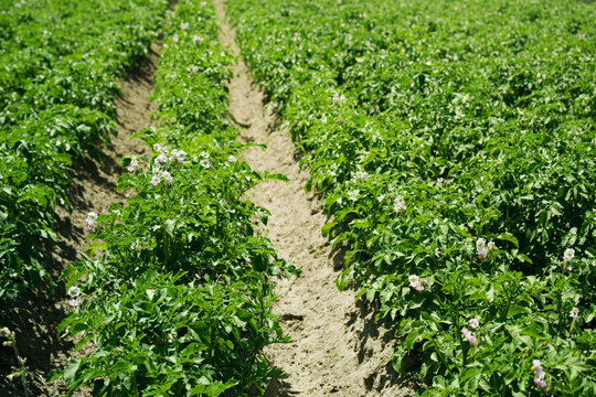 "Potato Tops"-Bilder: Stock-Fotos & -Videos. | Adobe Stock