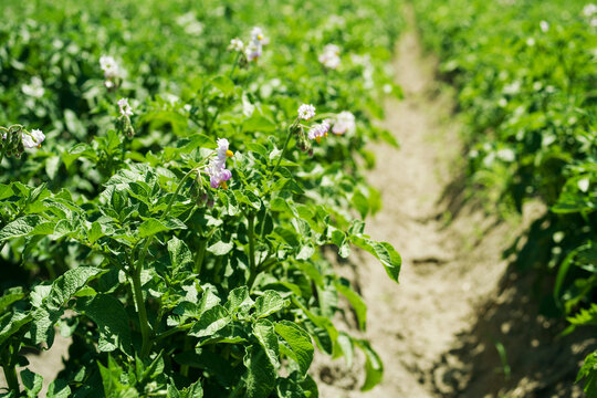 "Potato Tops"-Bilder: Stock-Fotos & -Videos. | Adobe Stock