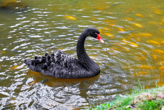 รูปภาพKurokutok – เลือกดูภาพถ่ายสต็อก เวกเตอร์ และวิดีโอ1,546 | Adobe Stock