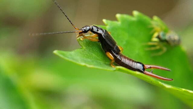 รูปภาพEarwigs – เลือกดูภาพถ่ายสต็อก เวกเตอร์ และวิดีโอ5,929 | Adobe Stock