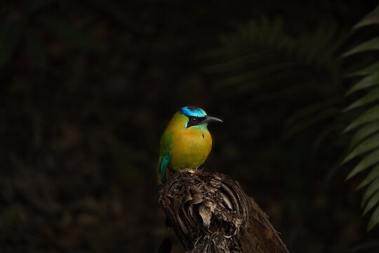 Torogoz-Bilder: Stock-Fotos & -Videos. | Adobe Stock