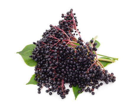 Holunderbeere Bilder – Durchsuchen 30,098 Archivfotos, Vektorgrafiken ...