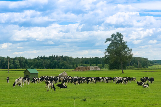 "Cow Farm" Images – Browse 2,695 Stock Photos, Vectors, and Video ...