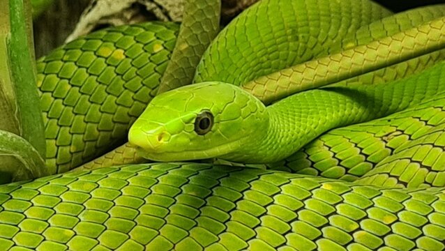 "Green Mamba"-Bilder: Stock-Fotos & -Videos. | Adobe Stock