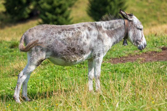 รูปภาพDickkopf – เลือกดูภาพถ่ายสต็อก เวกเตอร์ และวิดีโอ177 | Adobe Stock
