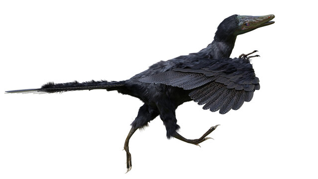 รูปภาพArcheopteryx – เลือกดูภาพถ่ายสต็อก เวกเตอร์ และวิดีโอ637 | Adobe ...