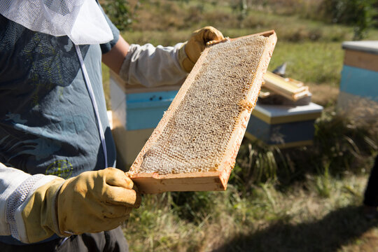 รูปภาพBee-Keeper – เลือกดูภาพถ่ายสต็อก เวกเตอร์ และวิดีโอ102,972 ...