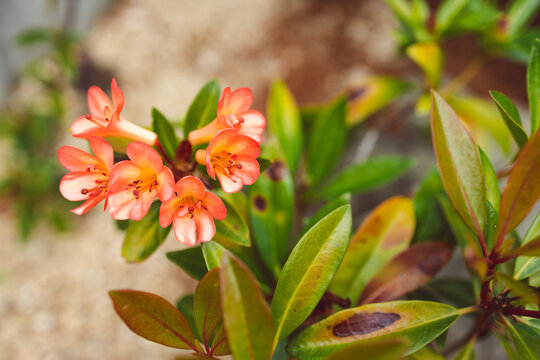 รูปภาพVireya – เลือกดูภาพถ่ายสต็อก เวกเตอร์ และวิดีโอ199 | Adobe Stock