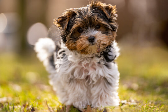 "Beaver Yorkshire Terrier" Images – Browse 170 Stock Photos, Vectors ...