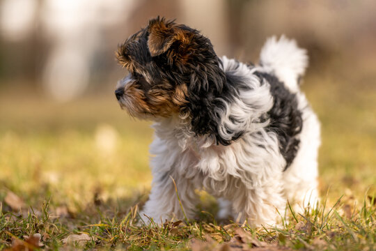 "Beaver Yorkshire Terrier" Images – Browse 204 Stock Photos, Vectors ...