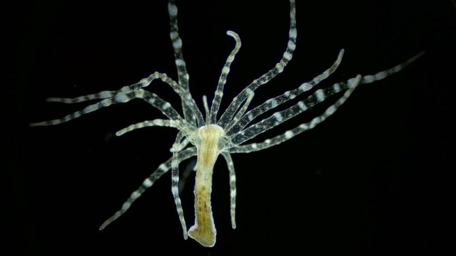 Cnidoblast Images – Browse 1,212 Stock Photos, Vectors, and Video ...