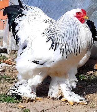 Riesenhuhn Bilder – Durchsuchen 1,662 Archivfotos, Vektorgrafiken und ...