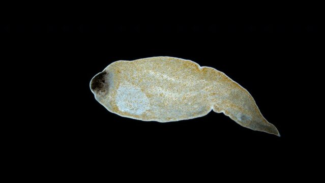 Nemertea Images – Parcourir 188 le catalogue de photos, vecteurs et ...