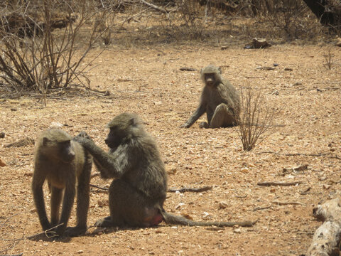 "Monkey Species" Images – Browse 596 Stock Photos, Vectors, and Video ...