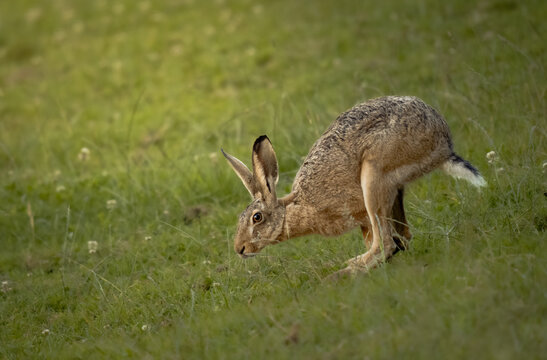 รูปภาพ"Wildes – เลือกดูภาพถ่ายสต็อก เวกเตอร์ และวิดีโอ2,272 | Adobe Stock