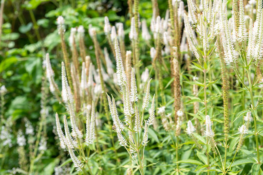 Culver's-Root bilder – Bläddra bland 473 stockfoton, vektorer och ...