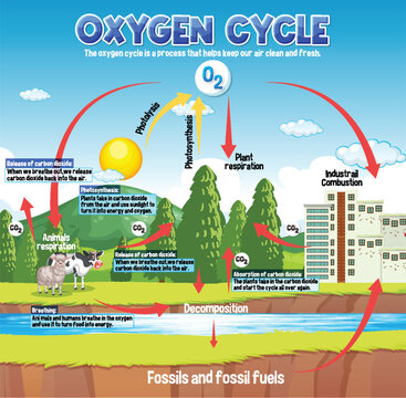 Oxygen Cycle For Kids
