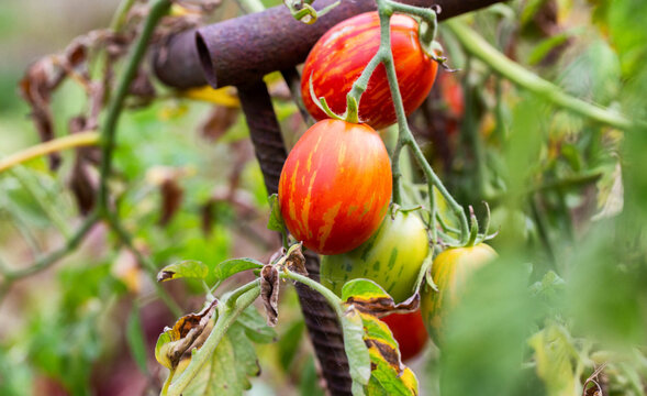 Fructification Bilder – Durchsuchen 2,674 Archivfotos, Vektorgrafiken ...