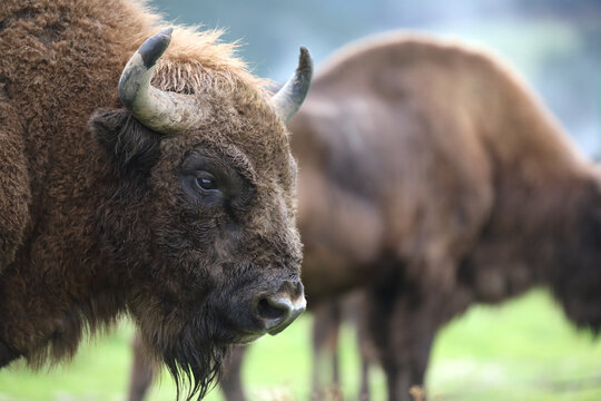 Bovid bilder – Bläddra bland 36,764 stockfoton, vektorer och videor ...