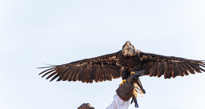 รูปภาพFalconers – เลือกดูภาพถ่ายสต็อก เวกเตอร์ และวิดีโอ17,533 | Adobe ...