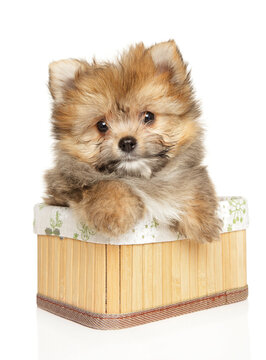 Imágenes de Yorkie-Pom: descubre bancos de fotos, ilustraciones ...