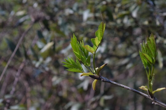 Pousse Images – Browse 6,536 Stock Photos, Vectors, and Video | Adobe Stock