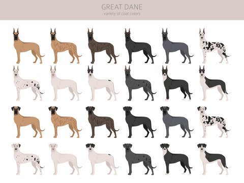 Great Dane Color Chart