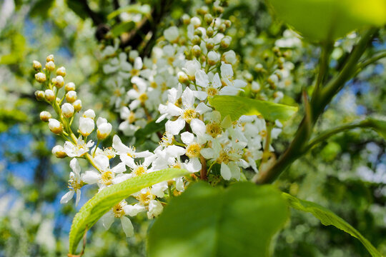 "Moschatel Family"-Bilder: Stock-Fotos & -Videos. | Adobe Stock