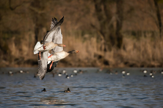 Fluggans Bilder – Durchsuchen 145,837 Archivfotos, Vektorgrafiken und ...