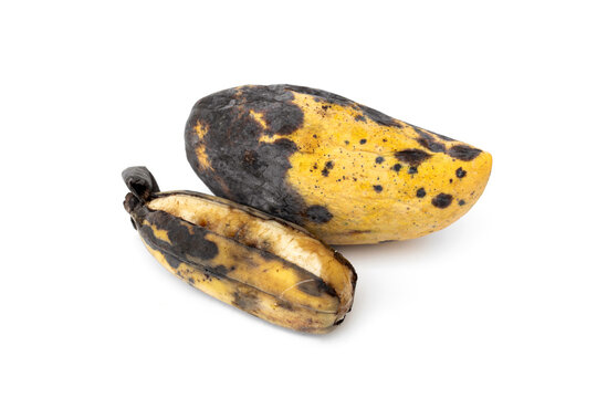 Putrefy bilder – Bläddra bland 1,889 stockfoton, vektorer och videor ...