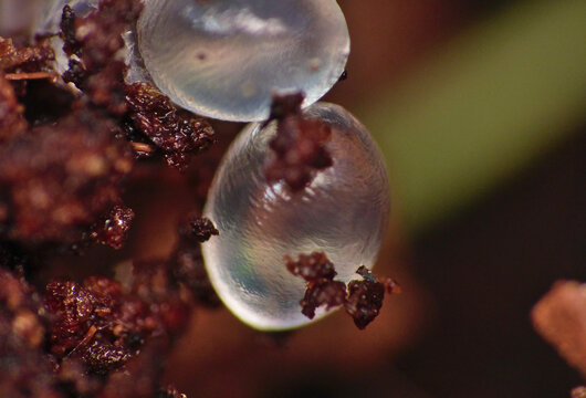 Earthworm Eggs Under Microscope