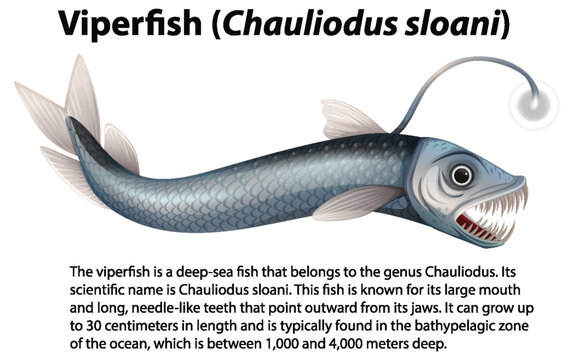 Deep Sea Viperfish