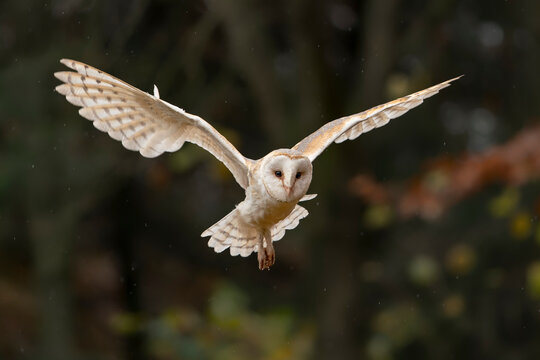 รูปภาพKurokutok – เลือกดูภาพถ่ายสต็อก เวกเตอร์ และวิดีโอ1,546 | Adobe Stock