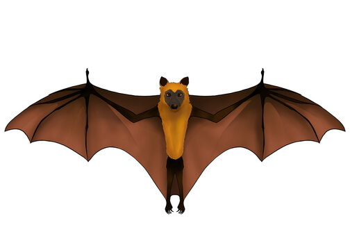 Flying-Fox Bilder – Durchsuchen 955 Archivfotos, Vektorgrafiken und ...