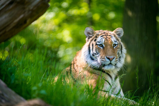 Tiget Bilder – Durchsuchen 35 Archivfotos, Vektorgrafiken und Videos ...