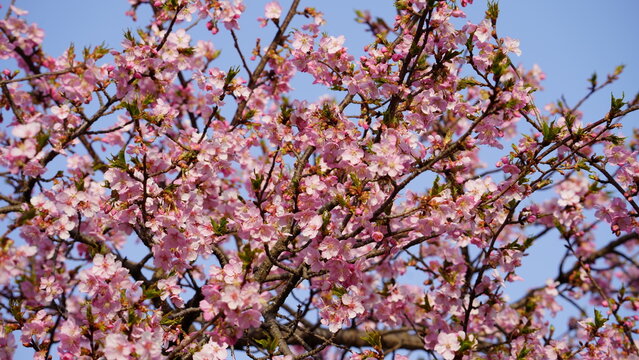 かわ Images – Browse 2,929 Stock Photos, Vectors, and Video | Adobe Stock